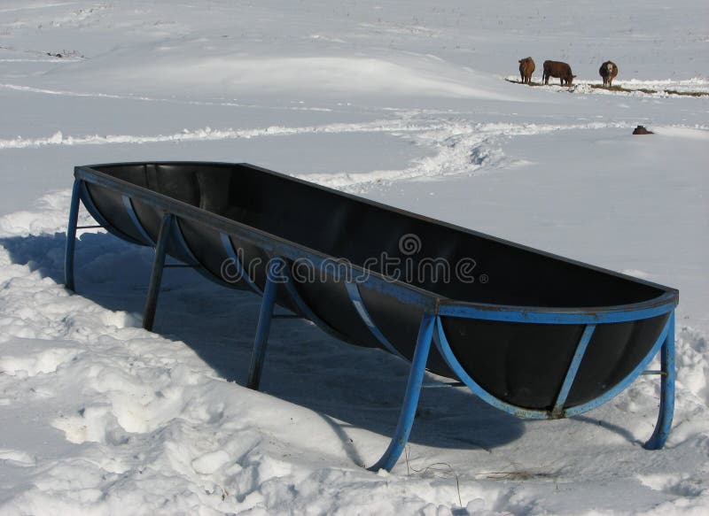 Feed Bunk & Cattle stock photo. Image of livestock - 1977450