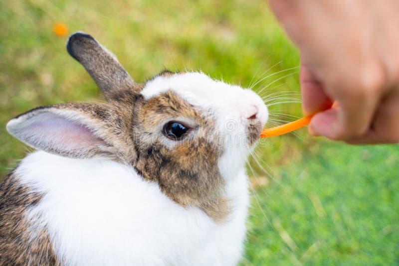 Feed carrot to cute rabbit stock image. Image of green - 196423271