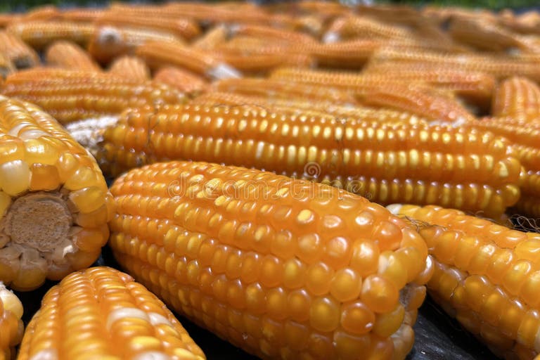 Feed Corn Close Up, Forage Corn Stock Image - Image of farming, farmer ...