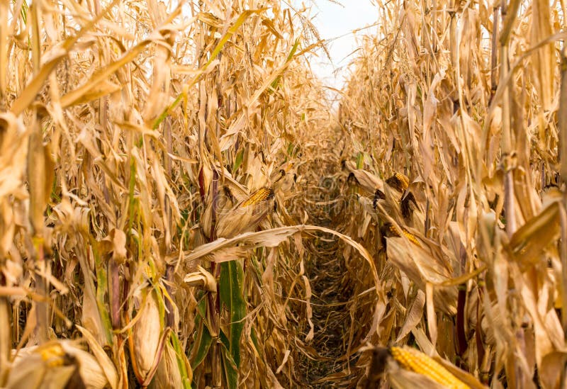 Feed Corn drying in field stock photo. Image of close - 45482256