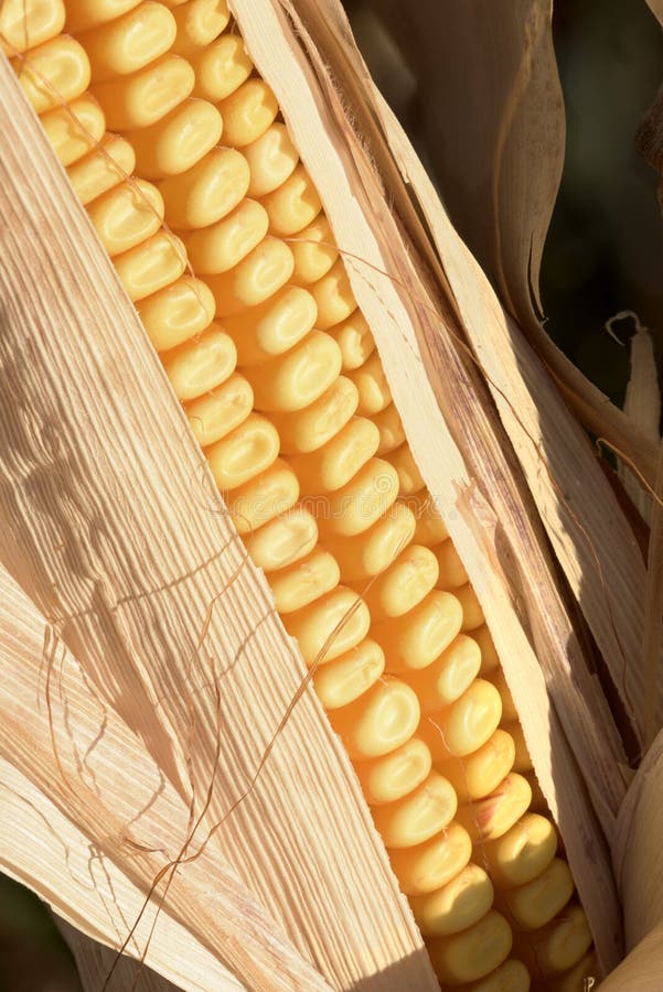 Feed corn still on the cob stock photo. Image of farm - 60878244