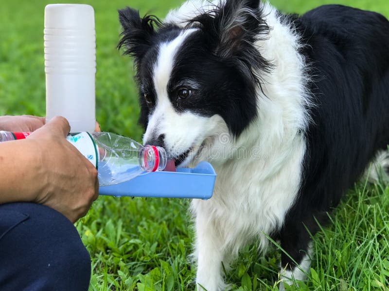 Feed the Dog Water on the Grass. Stock Photo - Image of positive ...