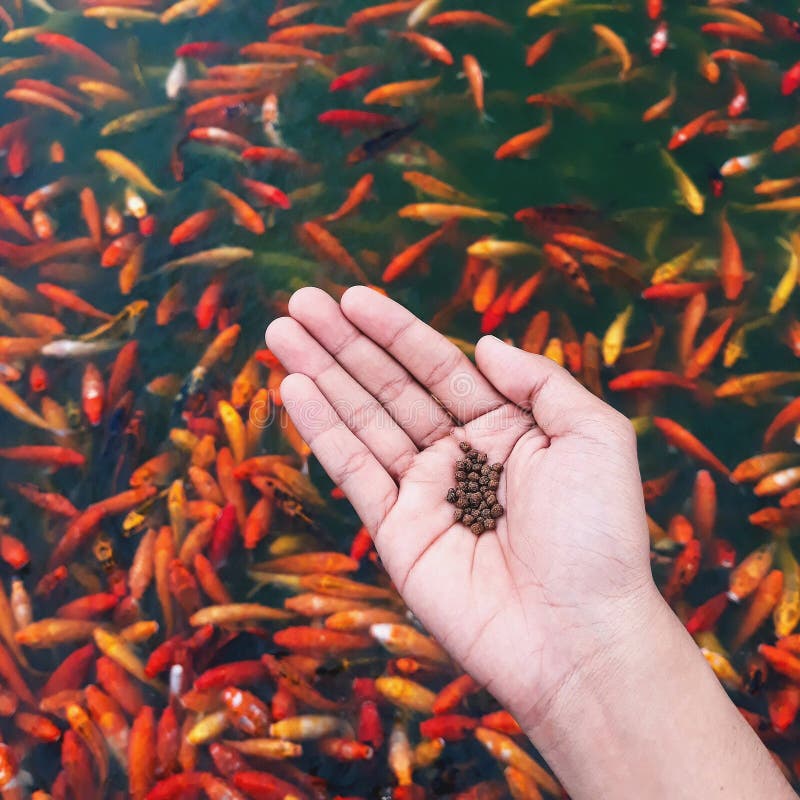 Feed the Fish stock image. Image of pond, fish, feed - 101210725