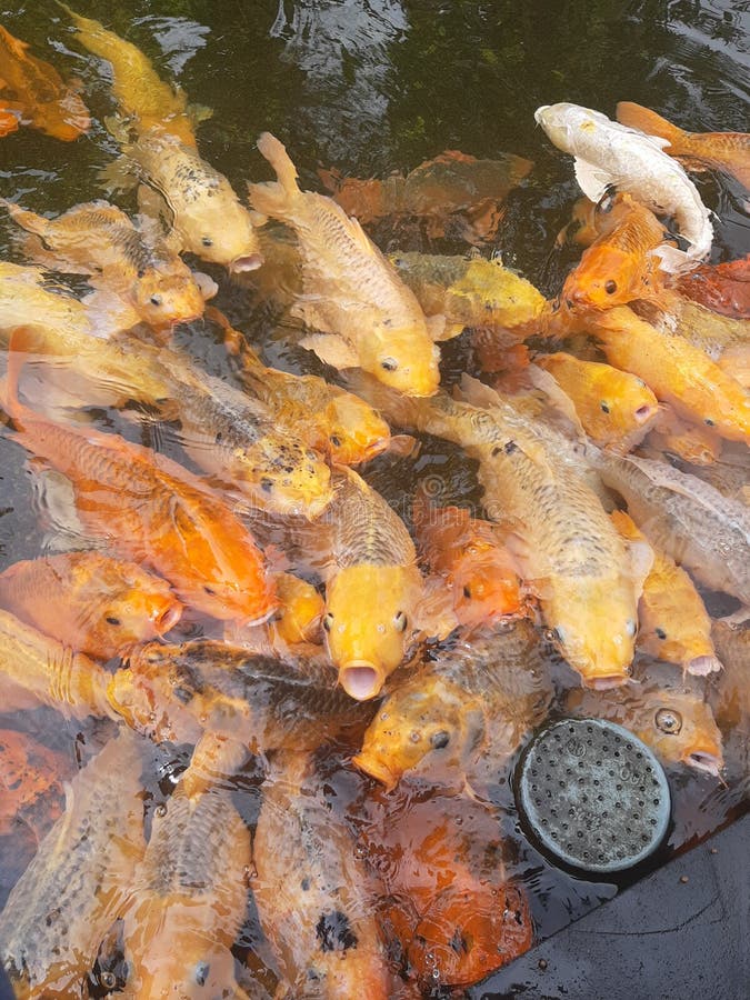 Feed the fish stock image. Image of cute, river, feed - 200258773