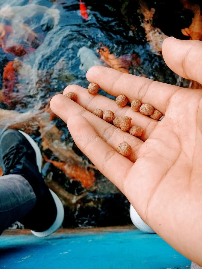 Feed the fish stock photo. Image of fish, hand, limb - 201552574