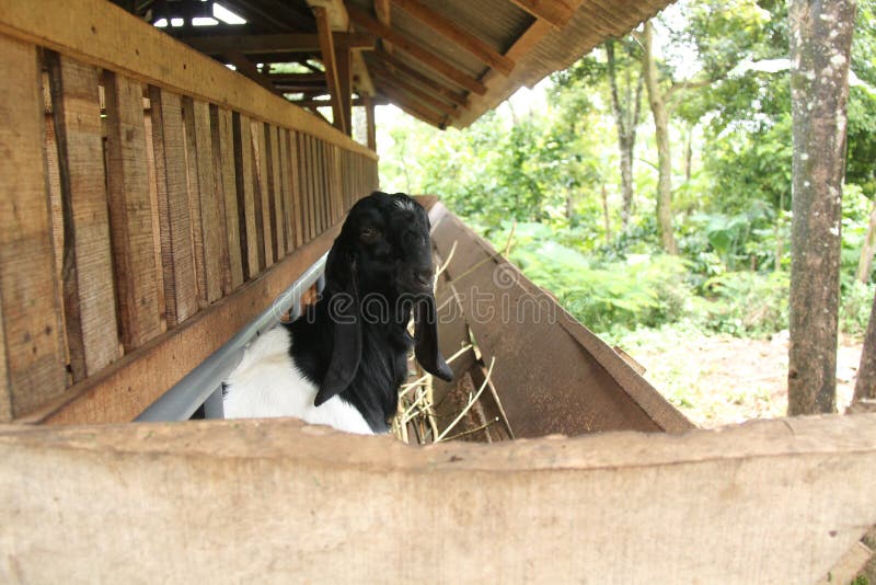 Feed the Goats in the Cage, Version 18 Stock Photo - Image of business ...