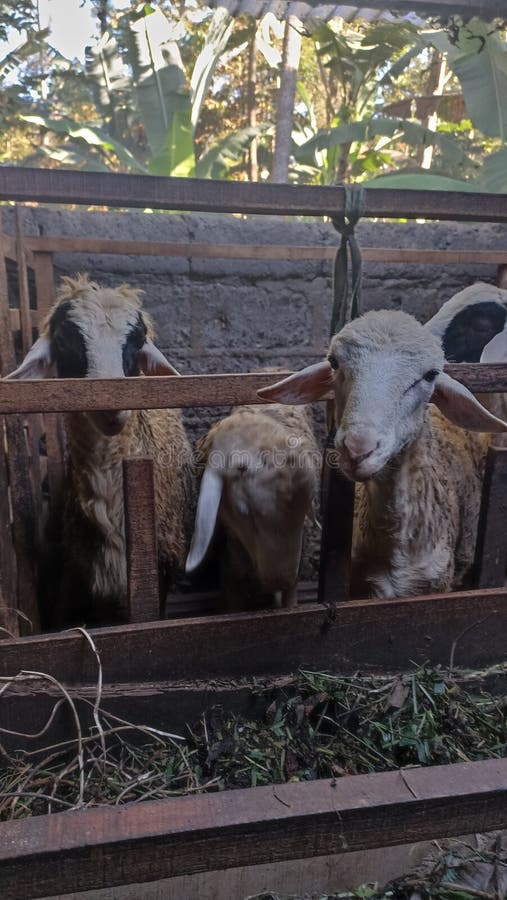 Feed the Goats Kept Behind the House in the Morning Stock Image - Image ...
