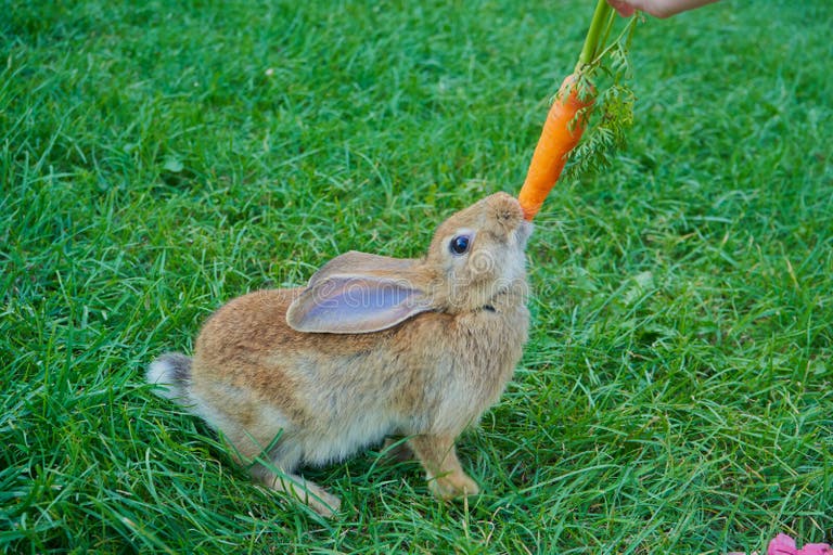 Feed the Little Rabbit Carrots, Funny Rabbit Eats Carrots from Hands ...