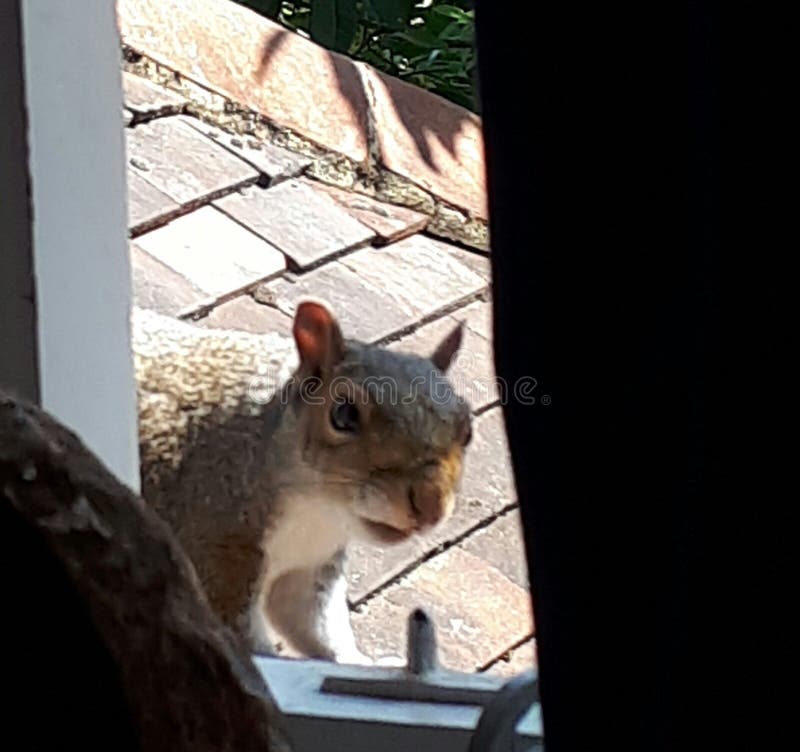 Red squirrel at the window stock image. Image of europe - 29539161