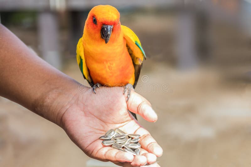 Feed the parrot with hand stock image. Image of animal - 130268713