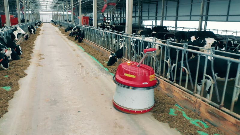 Feed Pusher is Moving through the Animal Farm with Cows Stock Footage ...