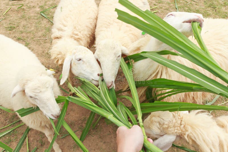 Feed Sheep Eating with Grass Stock Image - Image of food, farm: 38182073