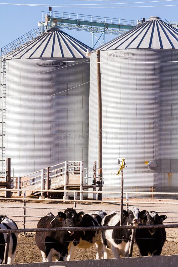 Feed silos editorial photo. Image of animals, ranch - 283756006