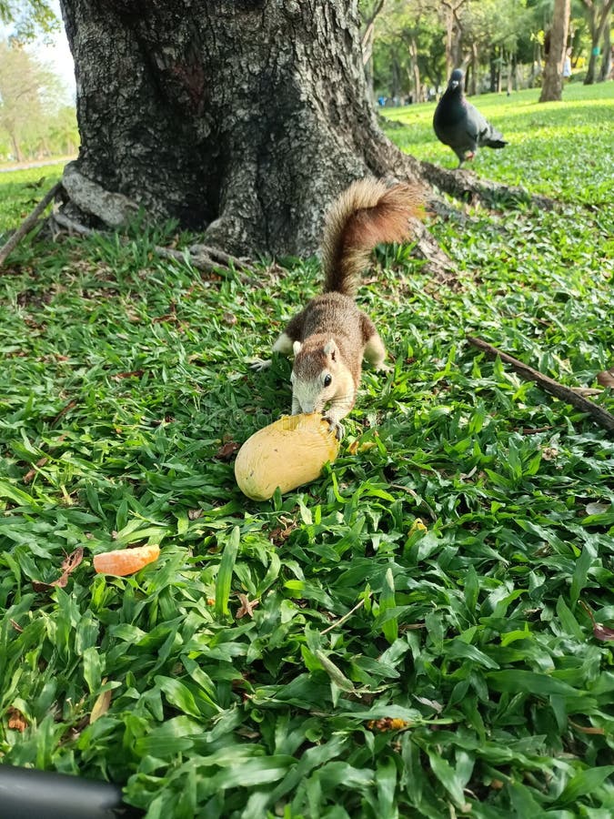Squirrel Eating Mango Stock Photos - Free & Royalty-Free Stock Photos ...
