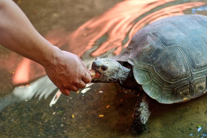 Feed a turtle stock image. Image of reptile, giant, amphibian - 84288833