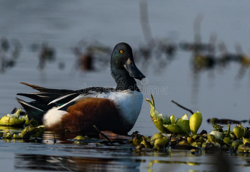 Water fowls stock image. Image of water, shoveler, feed - 113125275