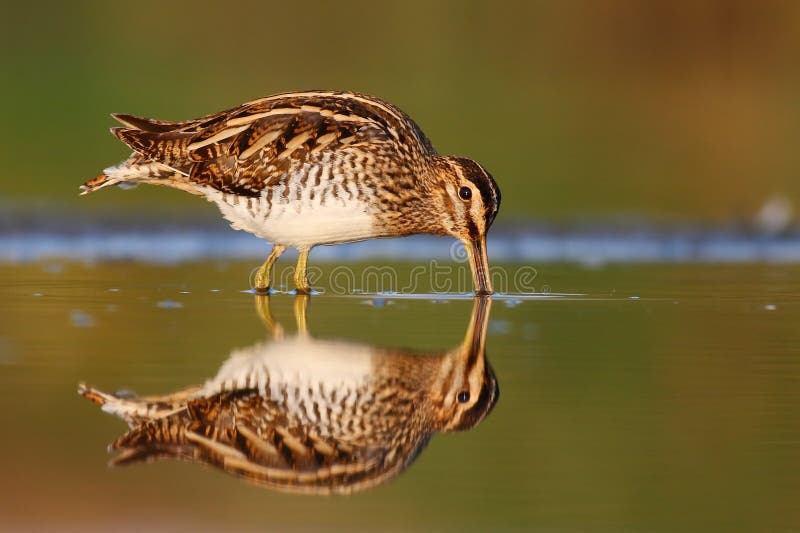 Feeding common snipe stock image. Image of hungary, hortobagy - 18821177