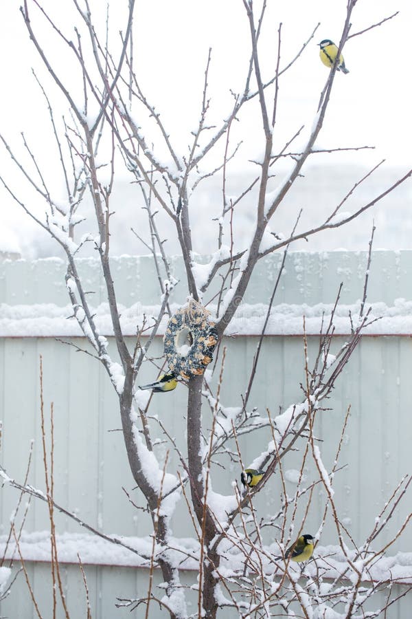 Feeder for birds stock image. Image of peaceful, beautiful - 166217679