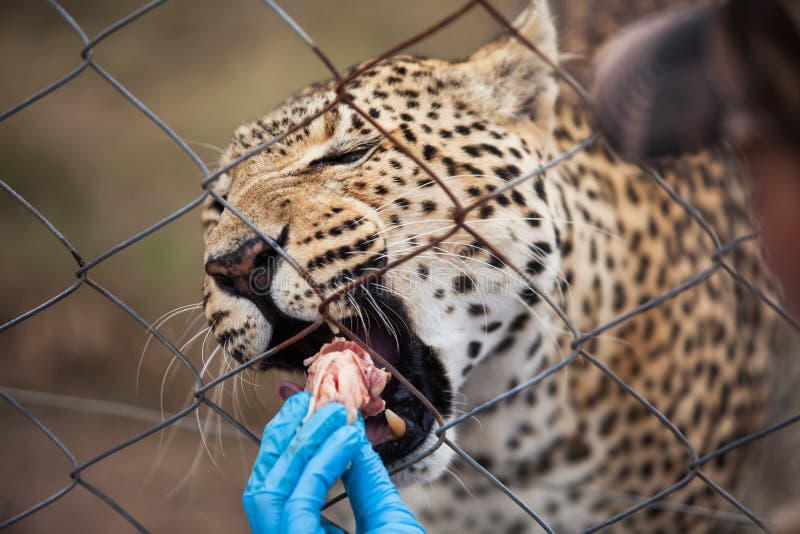 Jaguar Eat Stock Photos - Free & Royalty-Free Stock Photos from Dreamstime