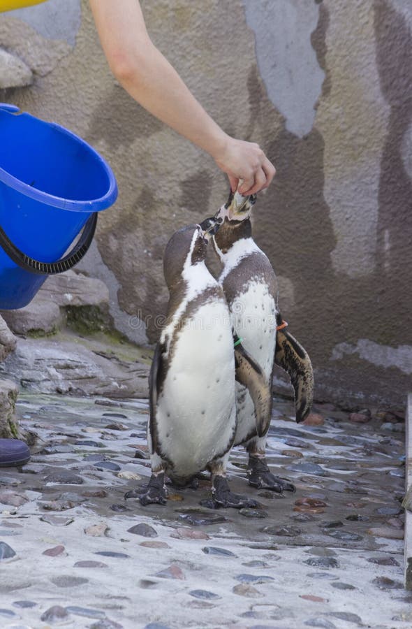 Feeding African Penguins Spheniscus Demersus Stock Image - Image of ...