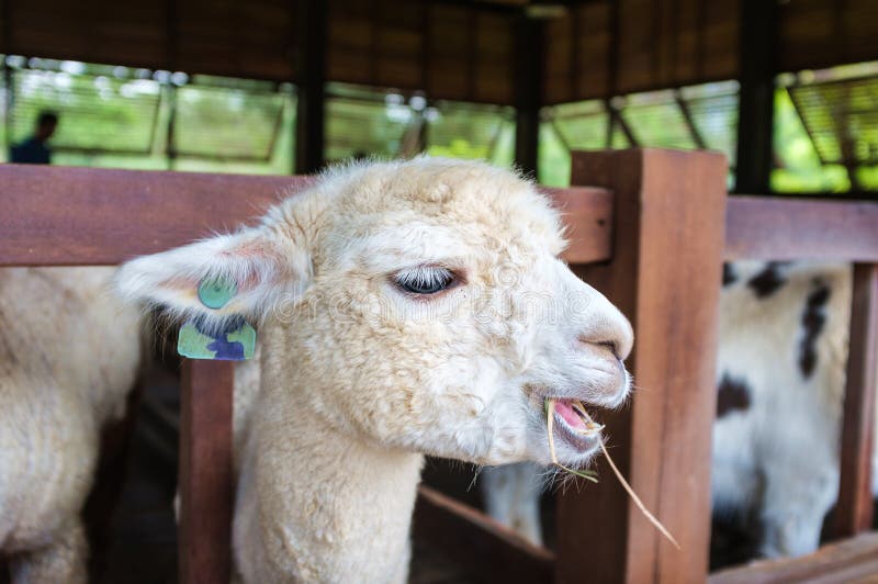 Feeding Alpaca stock image. Image of cage, farm, relax - 48927845