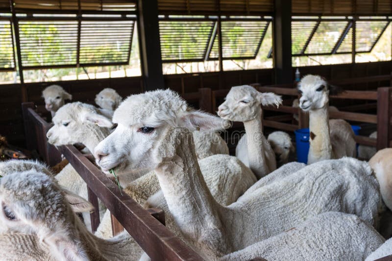 Feeding Alpaca stock photo. Image of building, rural - 44000066
