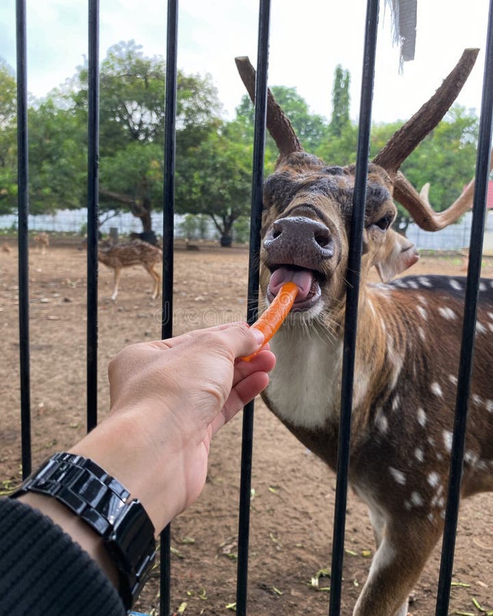 Feeding animal stock photo. Image of animal, spotted - 259895094