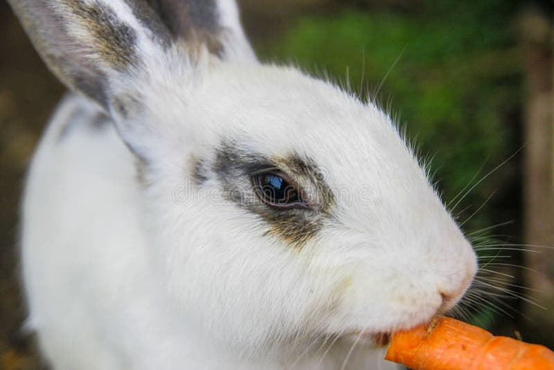 Feeding Animals stock image. Image of animals, carrots - 262475851