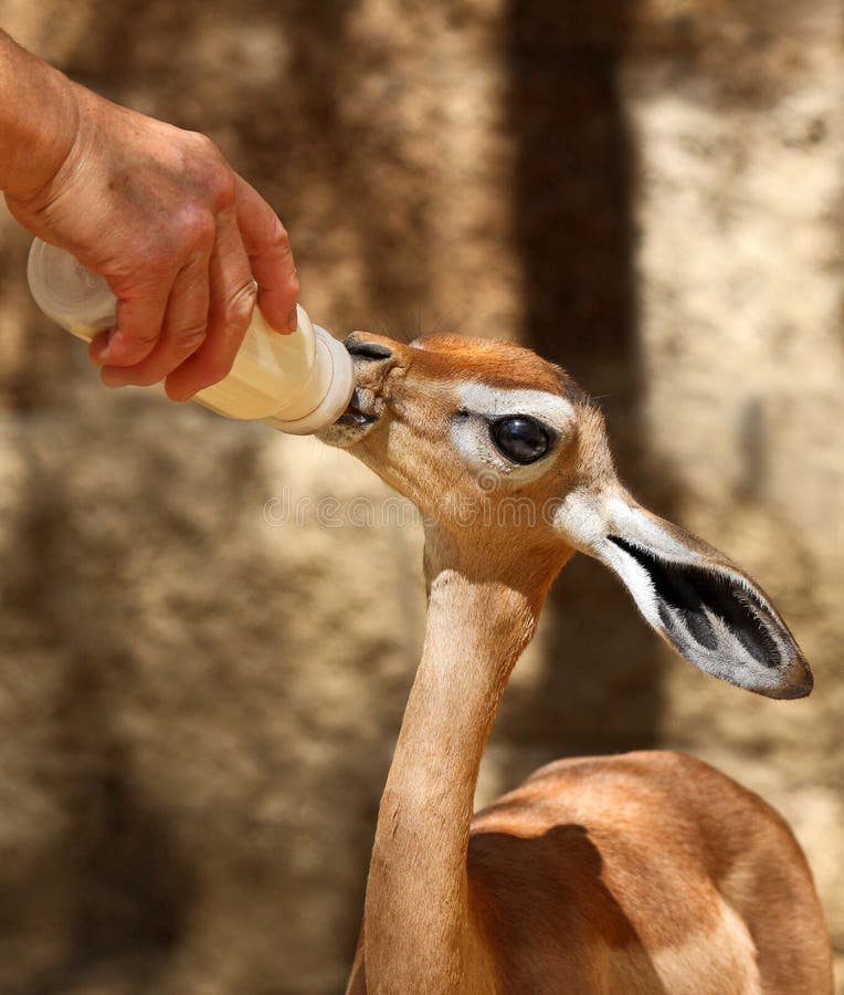 Baby Gerenuk stock photo. Image of bright, antelope, staring - 26837076