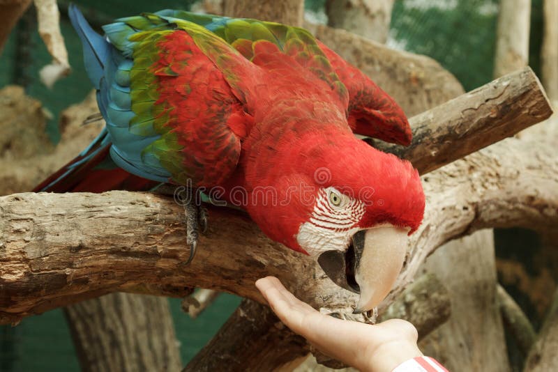 Feeding Ara Macao Parrot Hand Stock Photos - Free & Royalty-Free Stock ...