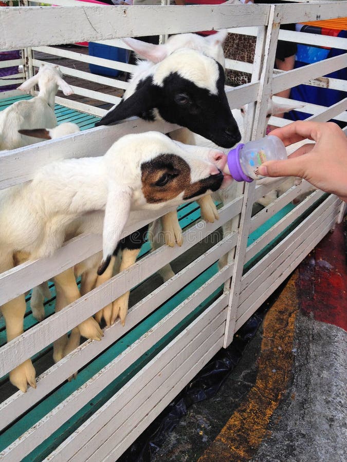 Feeding baby goat stock photo. Image of children, bottle - 88227158
