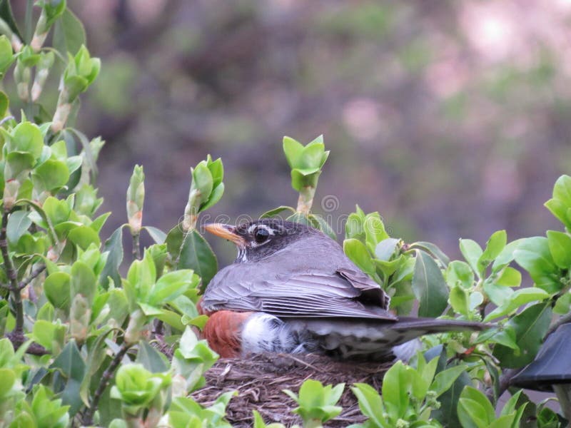 Feeding Baby Robins stock image. Image of birds, parent - 241001033
