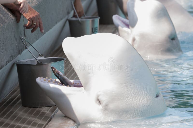 Feeding beluga whale stock image. Image of pacific, mammal - 43077031
