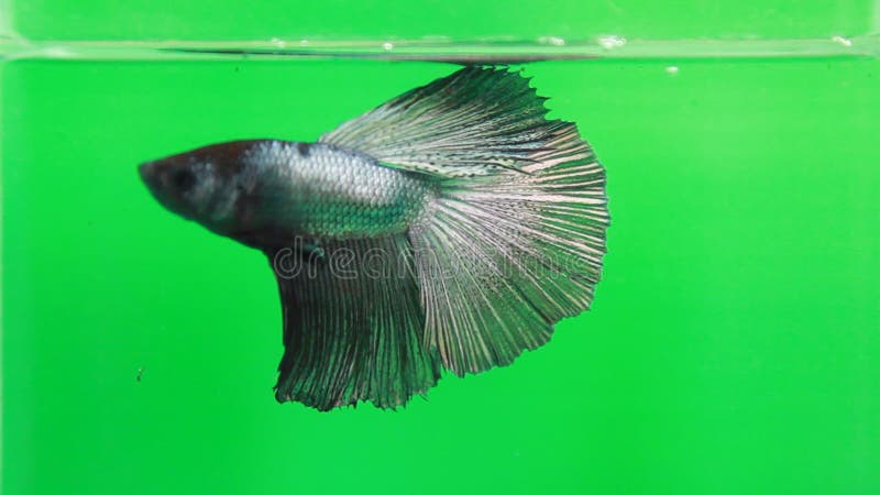 Betta Fish Fancy Black Mustard Rose Tails Halfmoon on Isolated Blue ...