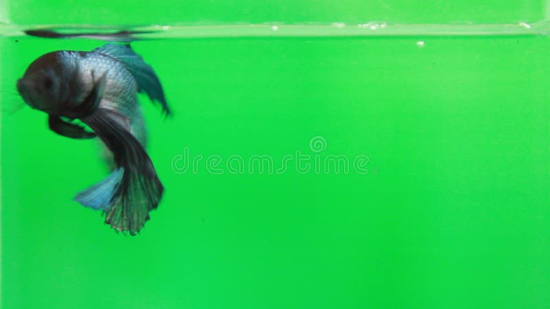 Feeding betta fish stock video. Video of fighting, mealtime - 41607435