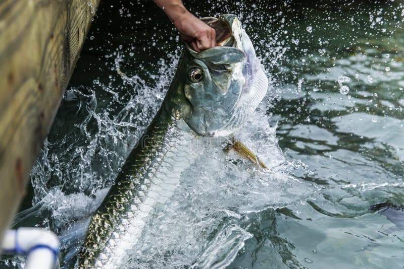 Tarpon Feeding in the Keys in Florida. Close Up of Man Hand Feeding Big ...