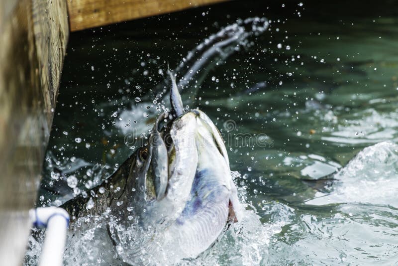 Feeding Big Tarpon stock photo. Image of tarpon, feeding - 128206420