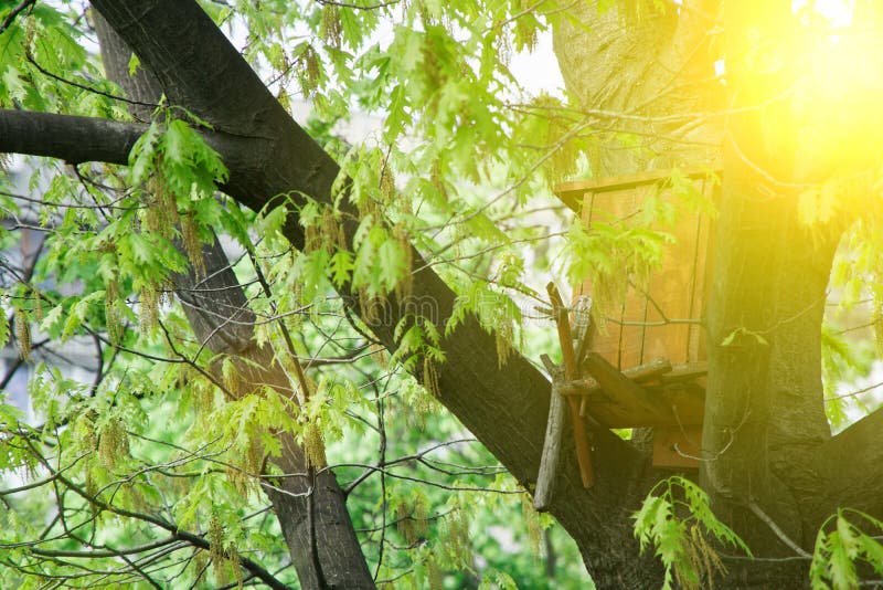 Feeding Bird House, House Bird Feeder in the Park on Big Tall Tree ...