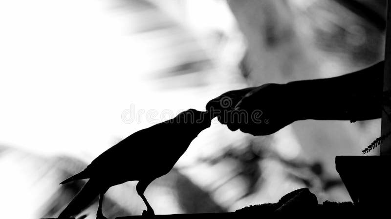 Feeding a bird - editorial image. Image of feeding, crow - 57404720