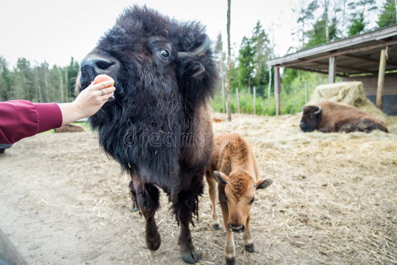 Feeding the bison family stock image. Image of horned - 167683063