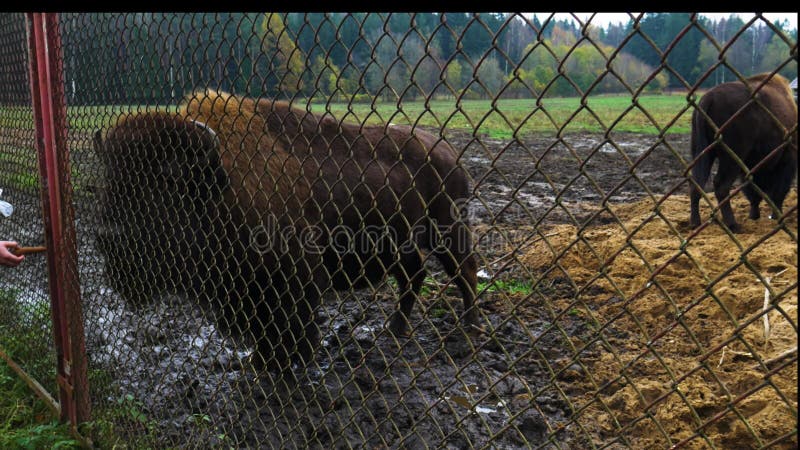 Feeding Bison in the Reserve. Stock Video - Video of bull, mammal ...