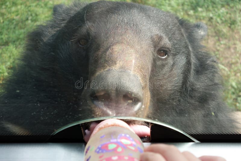 Feeding black bear stock image. Image of full, habitat - 33363195