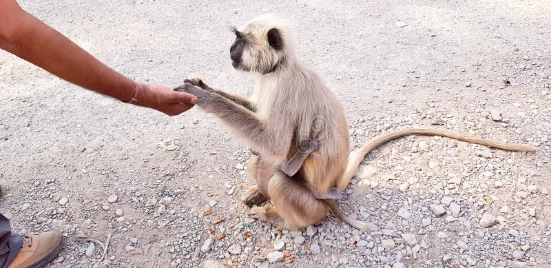 Feeding black mouth monkey stock image. Image of green - 128681823
