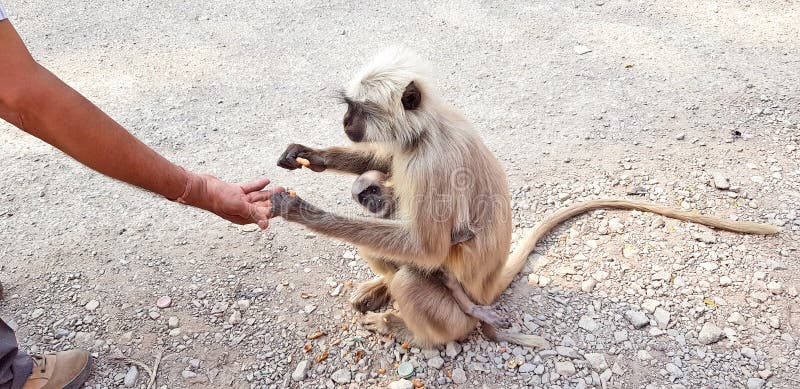 Feeding black mouth monkey stock image. Image of outdoors - 128681987