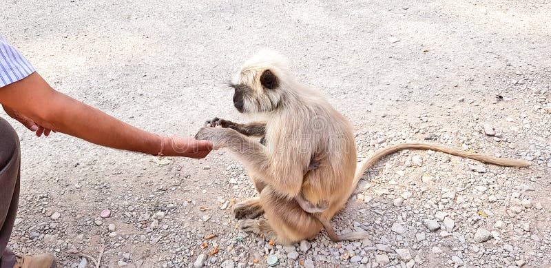 Feeding black mouth monkey stock image. Image of nature - 128682005