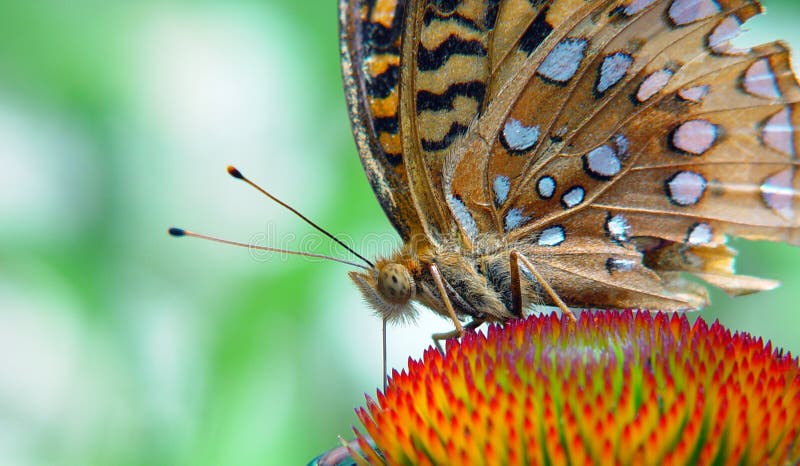 Feeding Butterfly stock image. Image of wing, proboscus - 698681