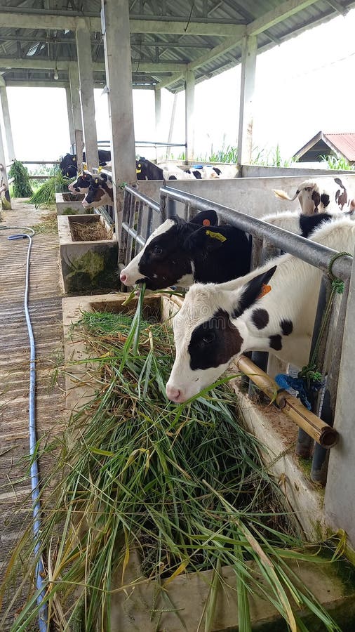 Feeding calf dairy farm stock photo. Image of calf, feeding - 264693016