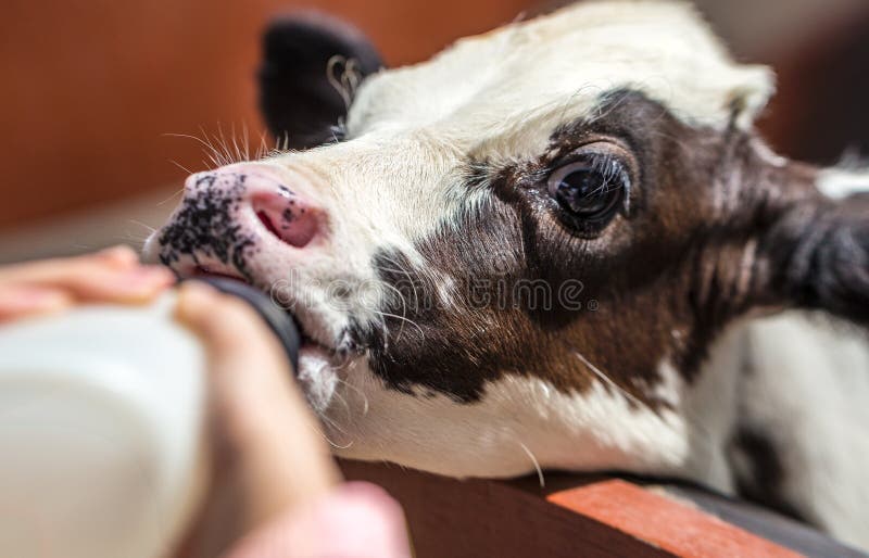 Feeding Calf with Milk Bottle Stock Photo - Image of farm, bottle: 76768694