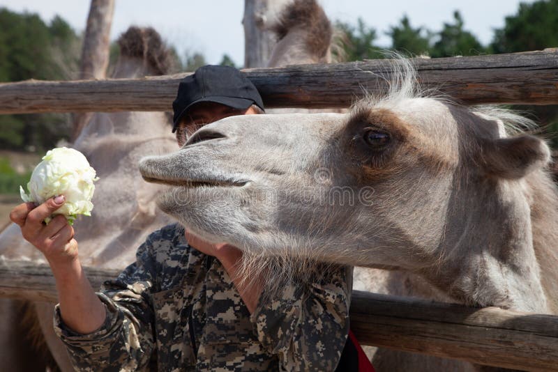 Feeding the Camel with Cabbage. Camel Head. Stock Image - Image of ...