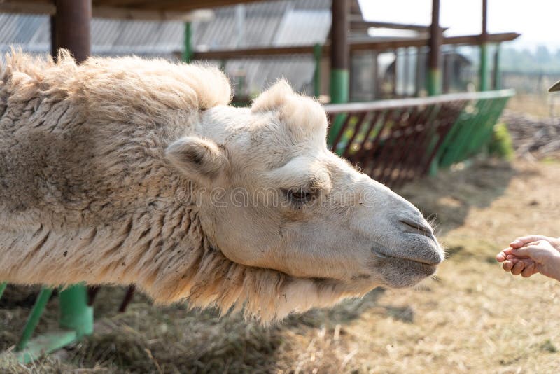 Feeding a Camel with Hand Feed on a Farm, a Close-up Portrait of a ...